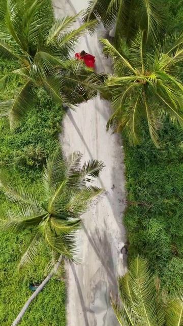 Алые паруса. Аллея пальм на Тодду 🌴💃🌴