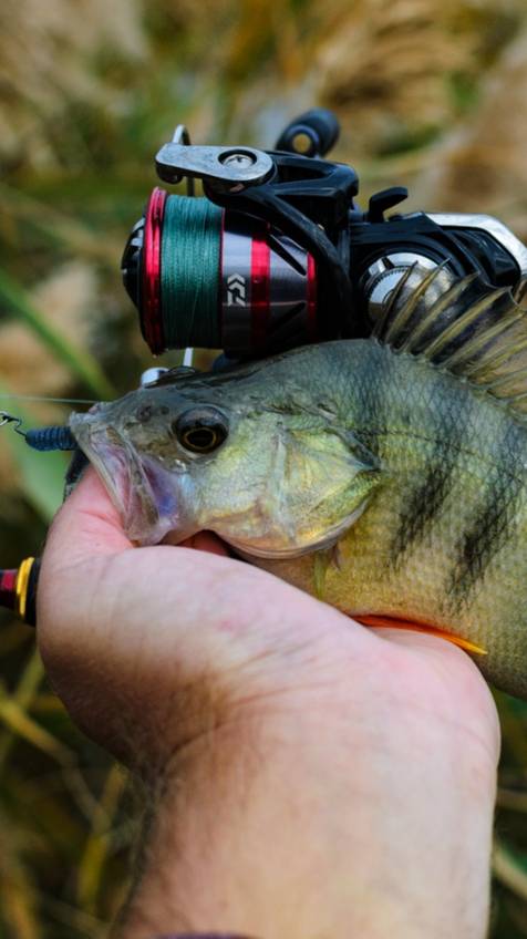 Интересные факты о окуне