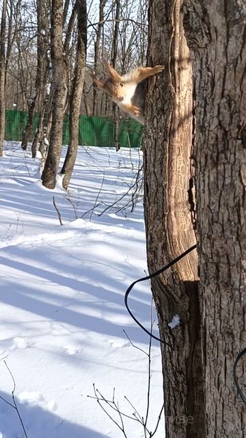Белочка-красавица в лесу Ставрополя. Прогулка по Ставрополю