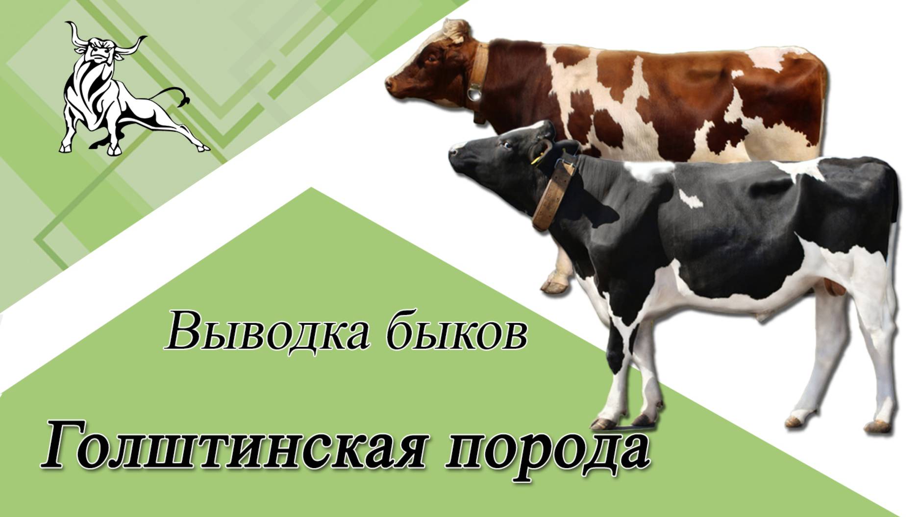 Выводка быков. Голштинскя парода.