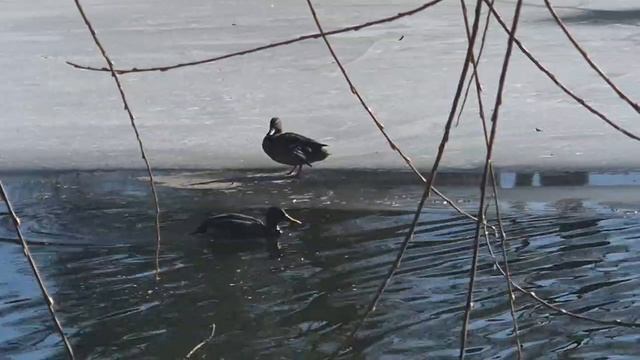 Наши уточки)