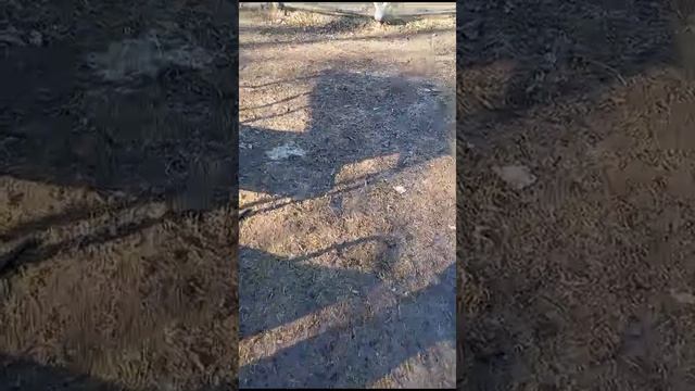 Доча уже делает свои не первые шаги :)