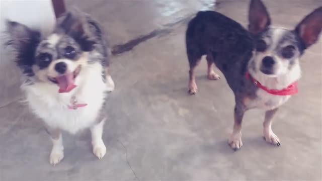 Тайная жизнь домашних животных: Трусы 2 часть 🐾👻