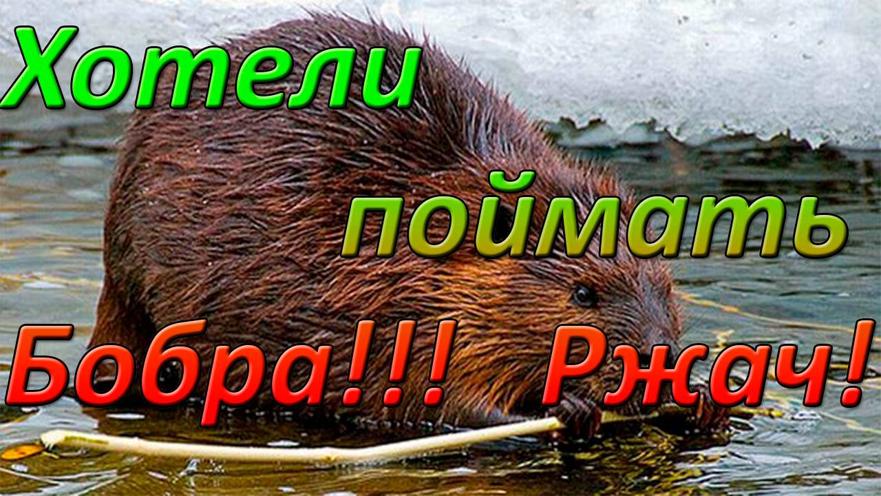 Хотели поймать бобра. Ржач смотреть до конца!)))))