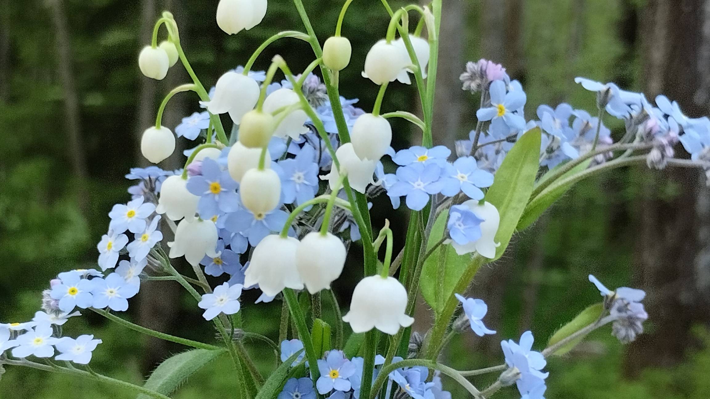 Незабудки __ ландыши