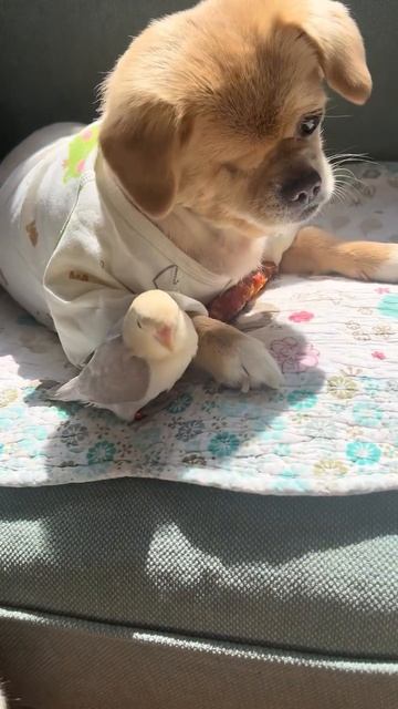 Пернатый друг  и щенок - Взаимоотношения