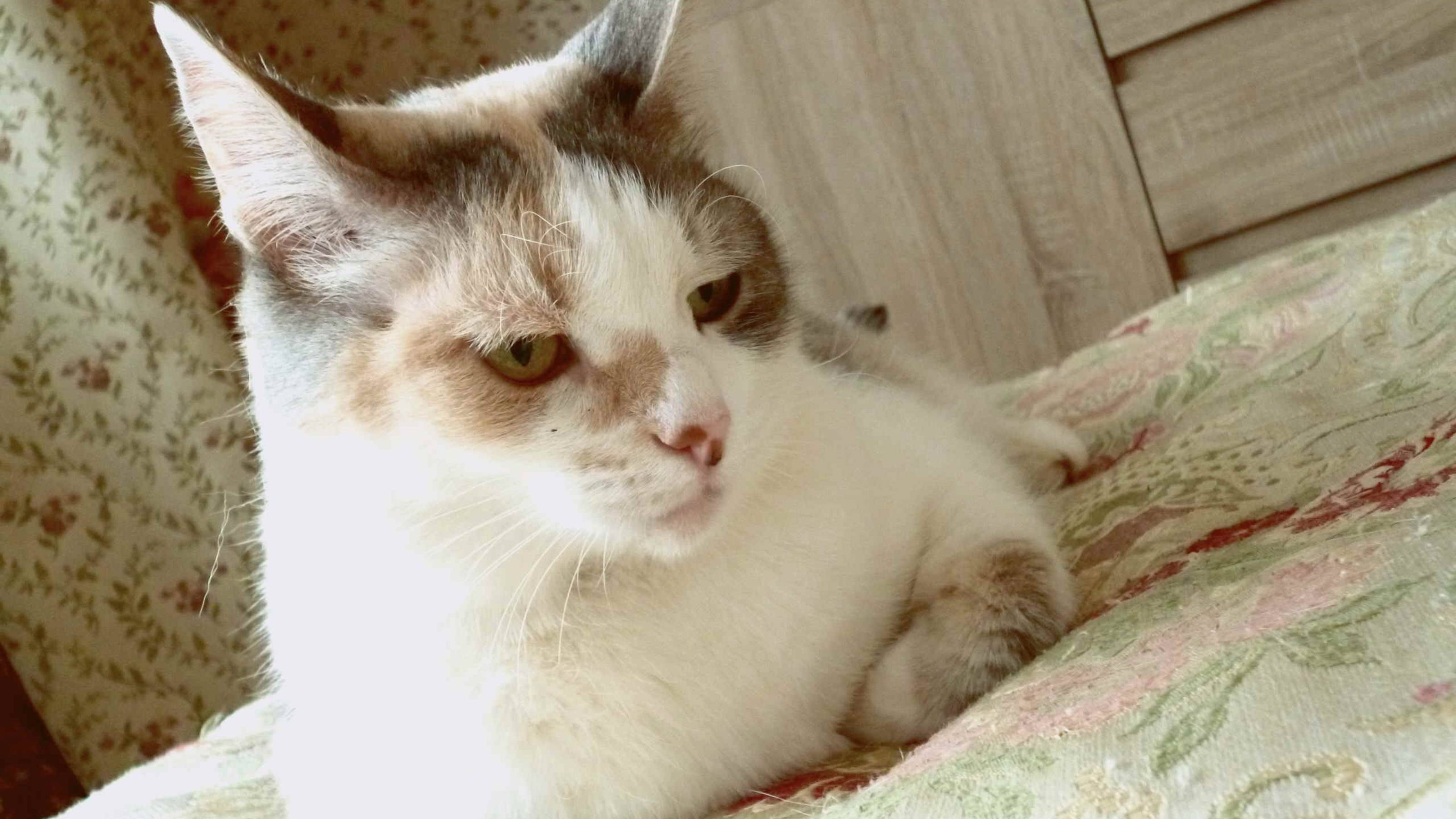 Мой милый зверь, мохнатая душа