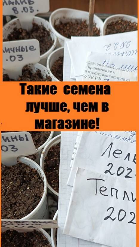 Почему я предпочитаю семена, заготовленные мной из выращенных сортовых помидоров?