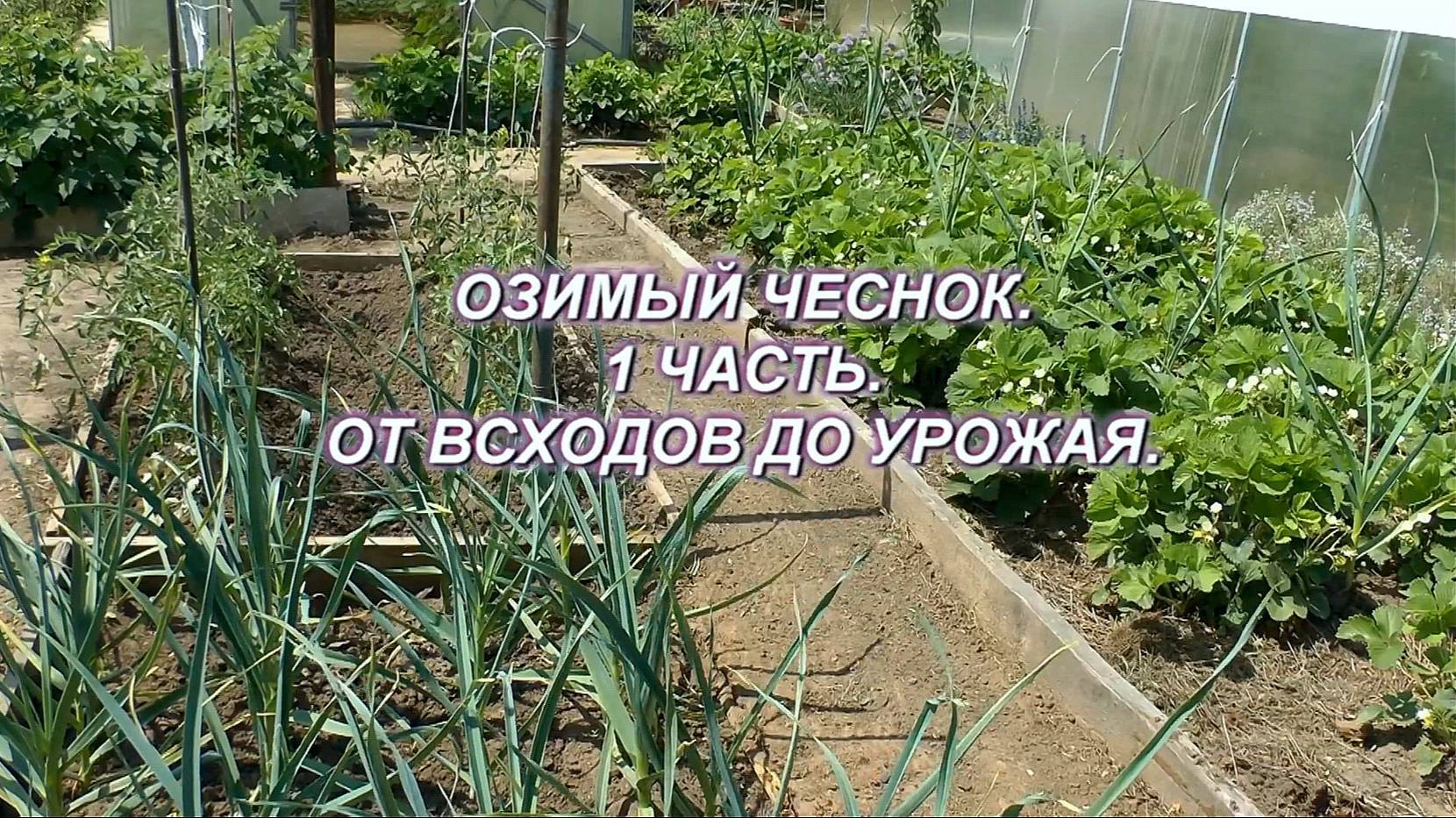Озимый чеснок. 1 часть. От всходов весной до урожая летом.