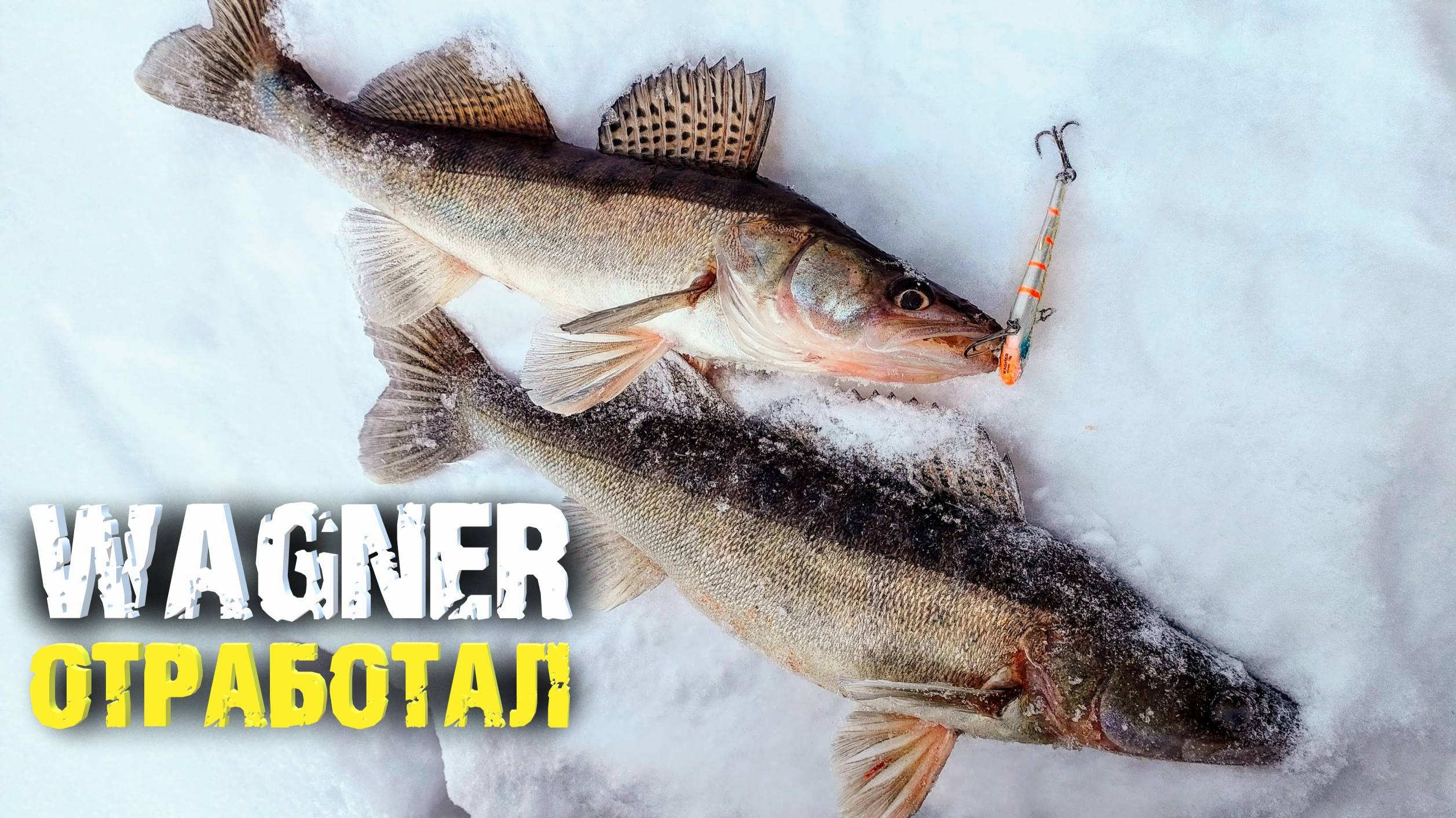 Wagner сделал рыбалку. Два судака за две минуты