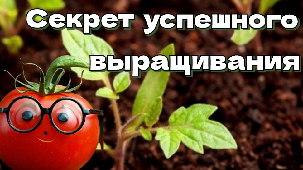 Подкормка рассады томатов после пикировки, перевалки