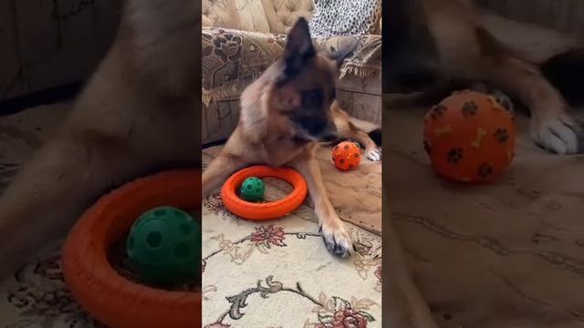 А ПОИГРАТЬ? Немецкая овчарка.