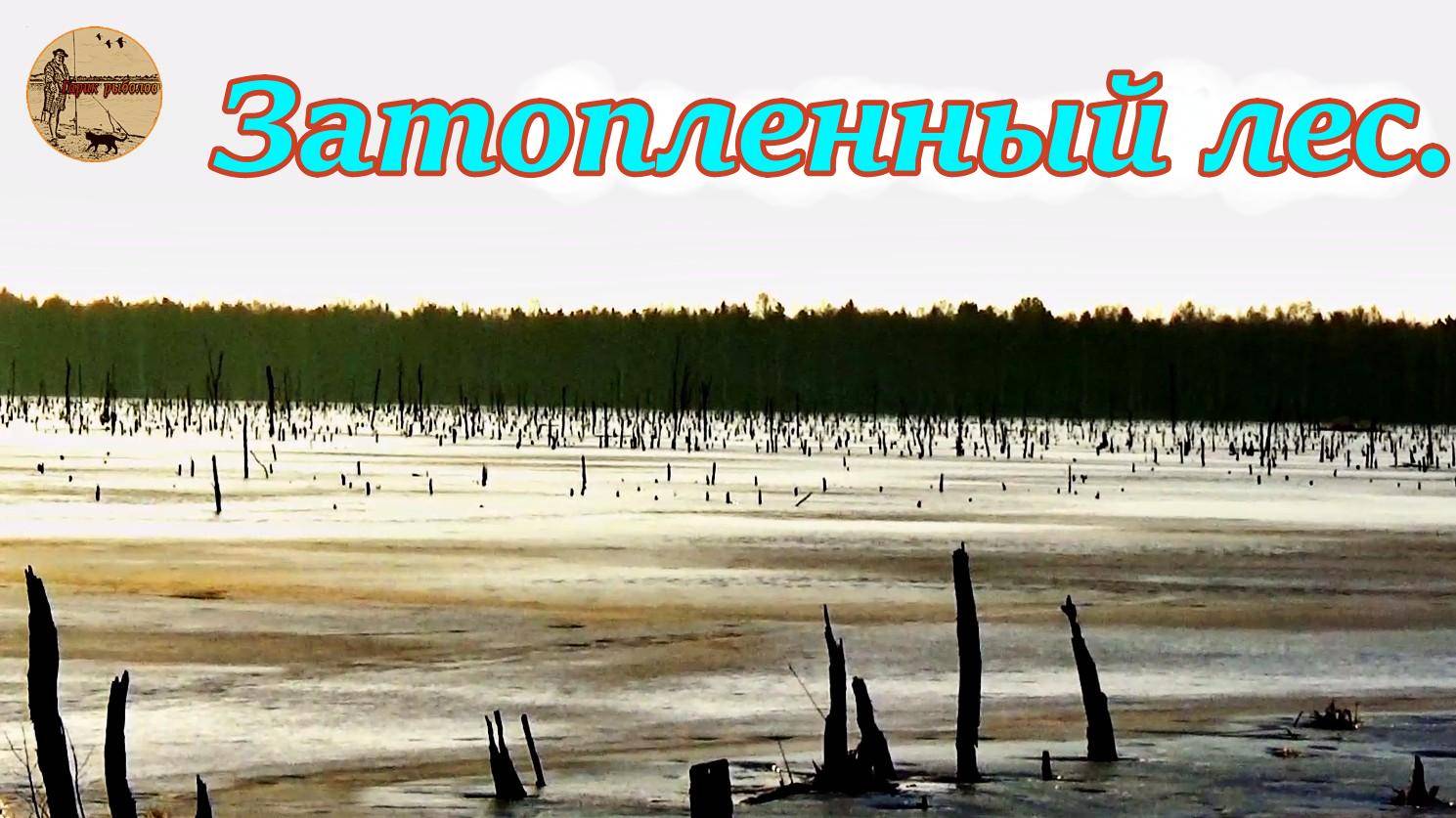 Рыбалка в затопленном лесу.Закрытие сезона.