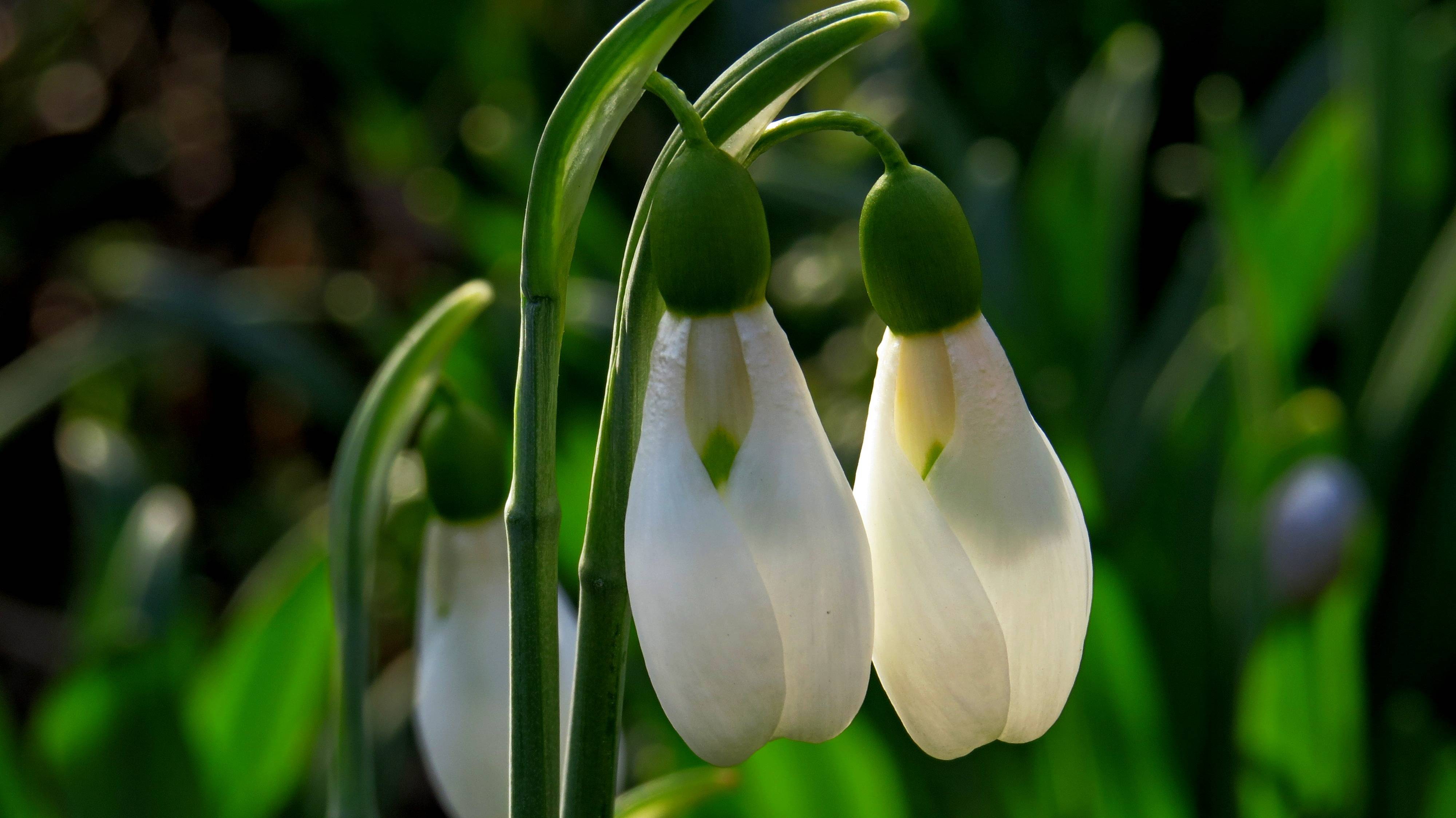 Не верю глазам своим! Подснежники Тихой бухты! 11 марта.
