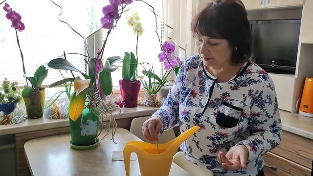 Подкармливаю орхидеи, но не удобрениями.