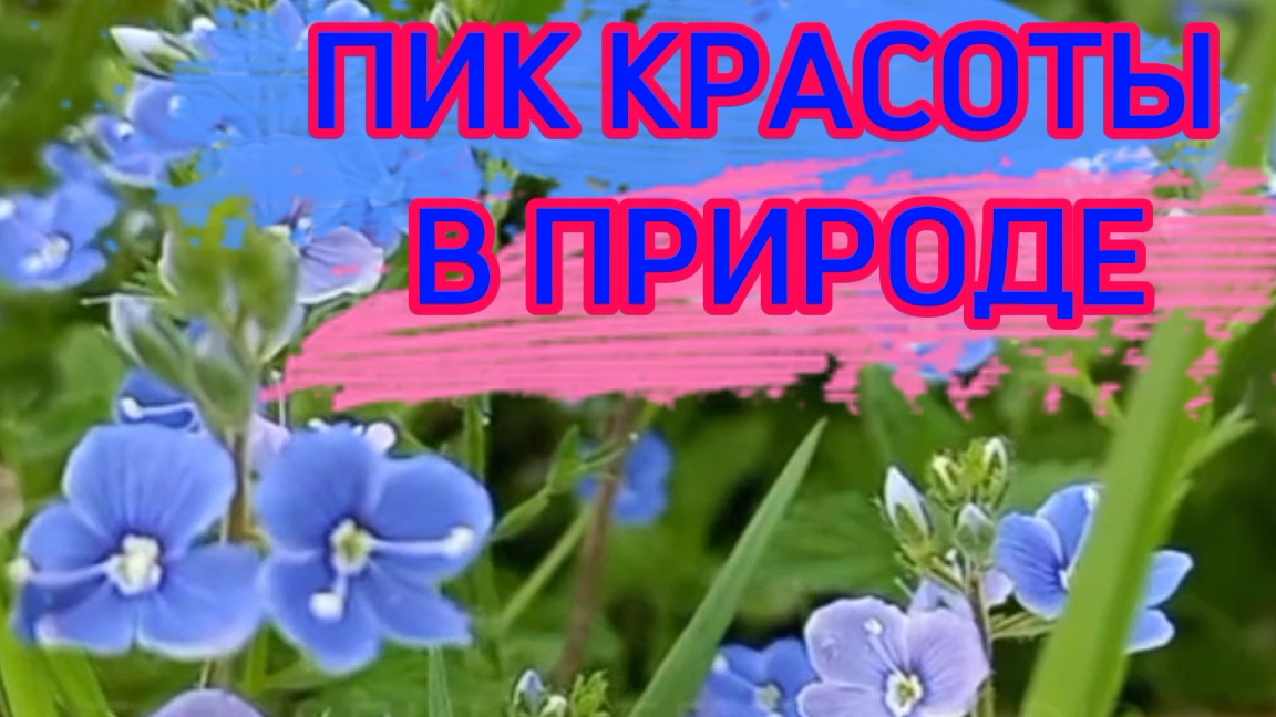 Лесная поляна.
Поют птицы.
Радужный костёр июньского лета
 Кругом цветы.