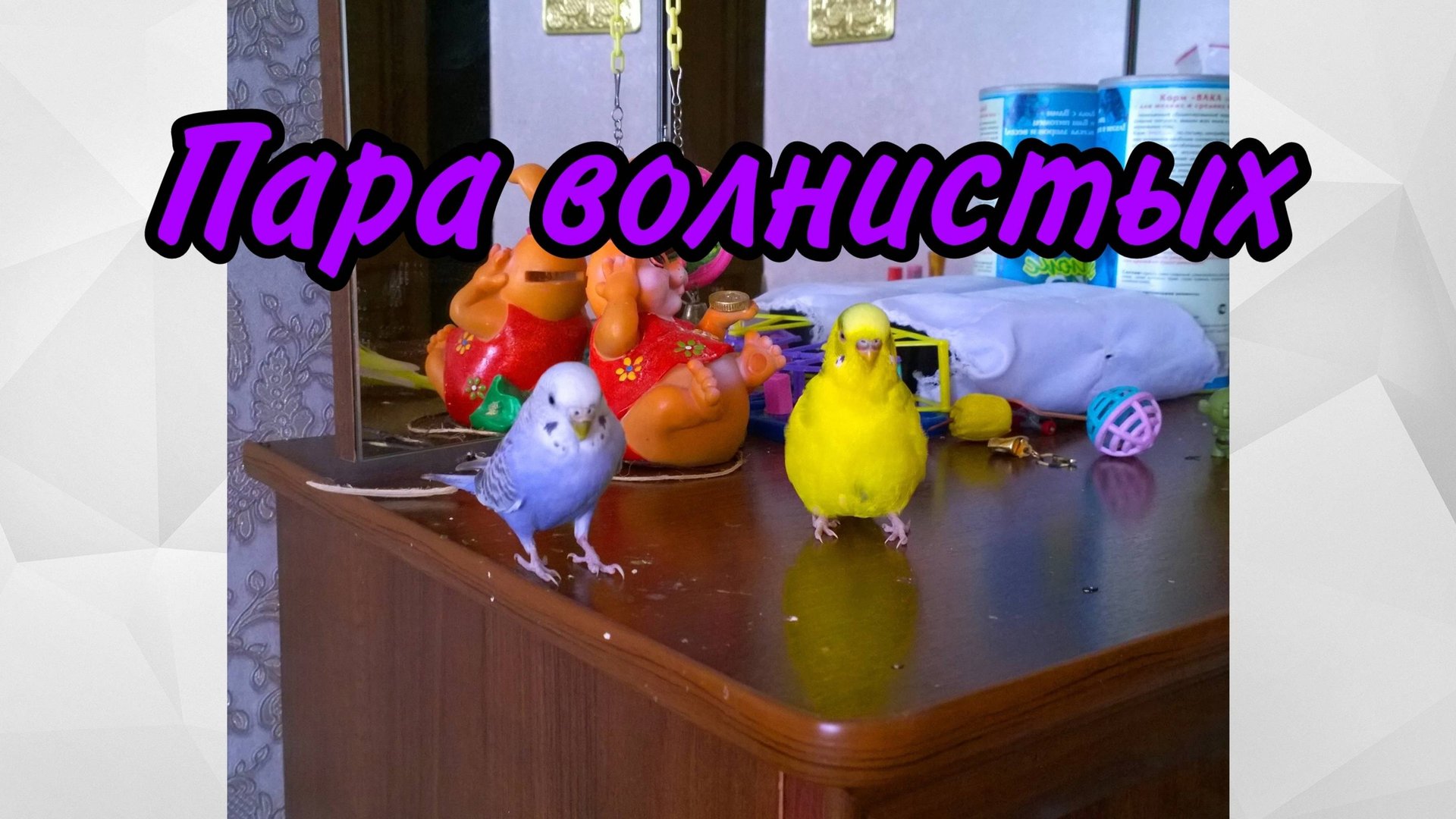 Вот так САМЕЦ попугая не дает проход САМКИ волнистого попугая!? Чика не отходит от Молли)