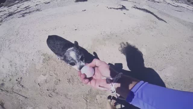 ВЛОГ: Море и пляж | НЕДЕЛЯ ВЛОГОВ | День 1 🐕🌊