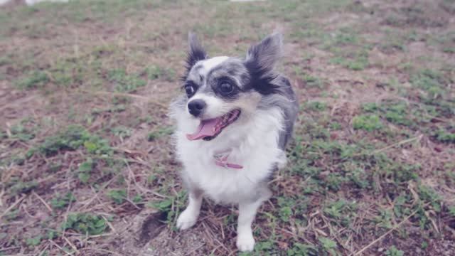 Ожирение у собак: опасности лишнего веса 🐕⚠️