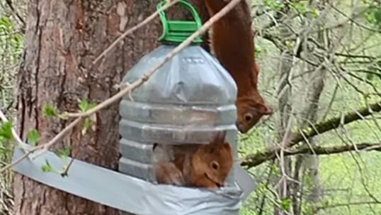 Муринские белки