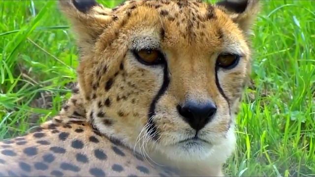 Животные - акула, осьминог, черепаха, лошадь, корова, лев, домашние животные