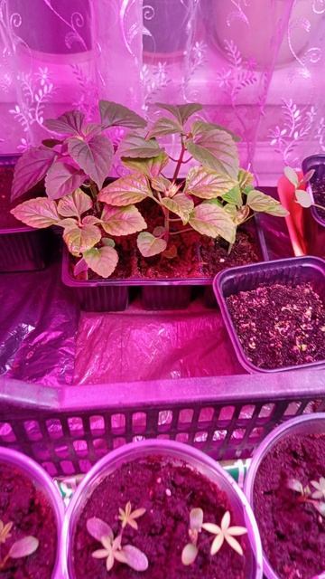 Красота на первом месте #дача