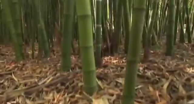 ... Что изготавливают из Бамбука....