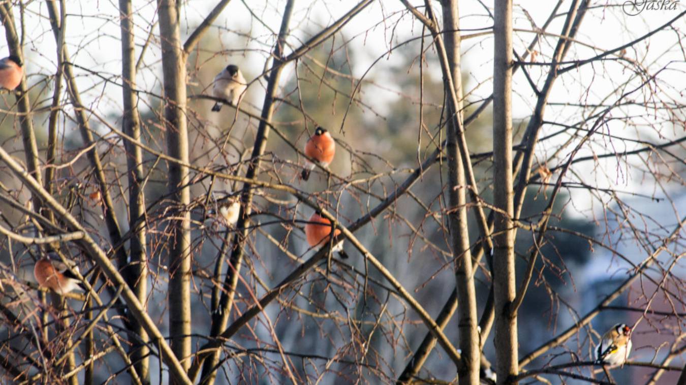 Снегири (Мне опять под окном снегири) разбор на гармони №-413 с цифрами