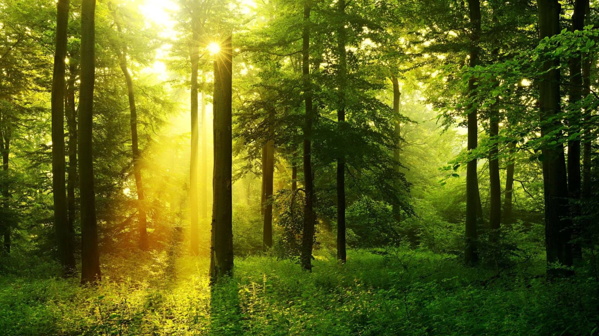 Сказка «Красная шапочка» на нивхском языке