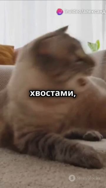 Интересное о кошках.