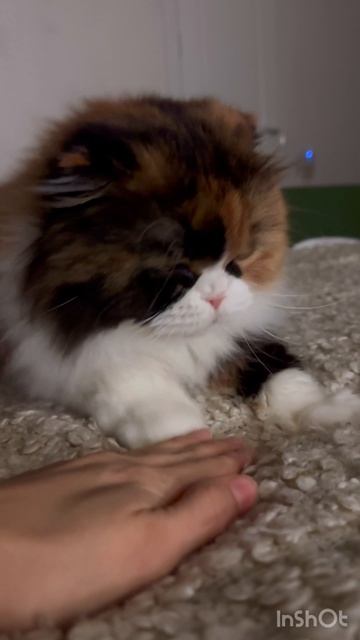 Смешные кошки 
Кайлюша