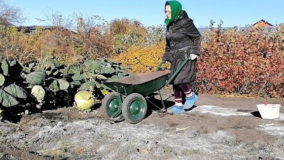 10.10.2024 Работа в огороде не прекращается/октябрь 2024 г.