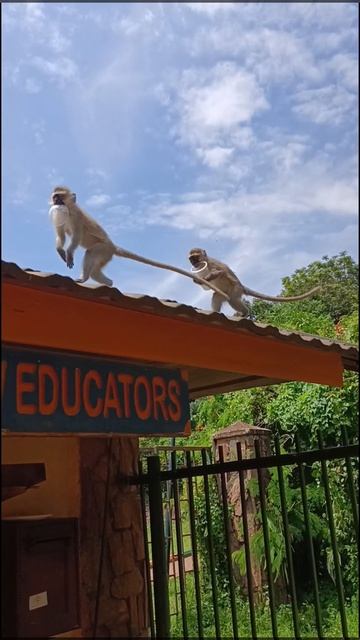 Зачем обезьянам стаканы