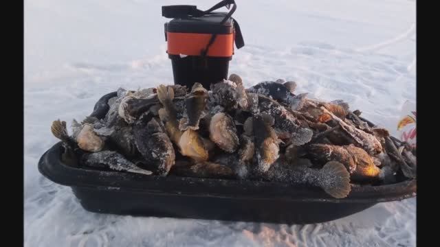 БЕШЕНЫЙ КЛЁВ РОТАНОВ ! Мешок рыбы ! Ловлю ОГРОМНЫХ ротанов!