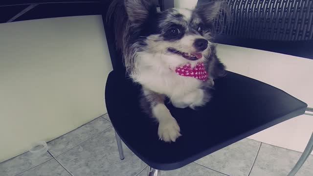 ВЛОГ: Гуляем, кафе, сырники | День 4 🐕🥞