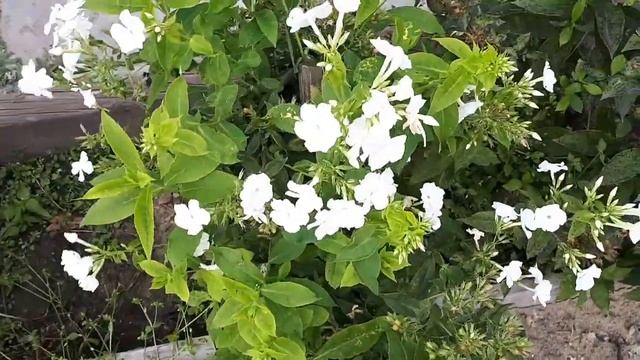 1982.  ВПЛ.  А флоксам холод ни почем!