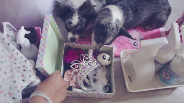 Шкаф Софи: хранение вещей собаки | День 7 🐕👕