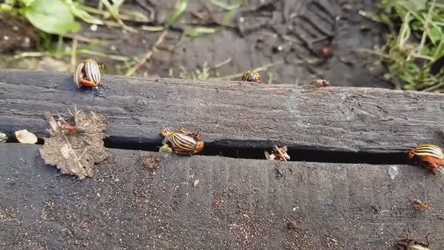 Устроил битву между садовыми и лесными муравьями,  и накормил их колорадскими жуками.