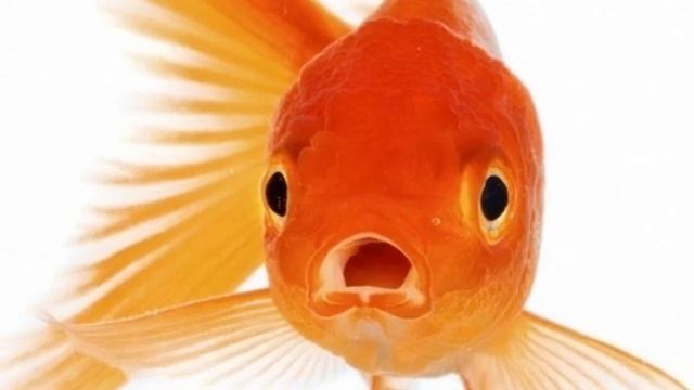 Хоть верьте, хоть не верьте Владимир Цеплиенков сл  А  Зенцов  муз  В  Цеплиенков Ав НРудакова