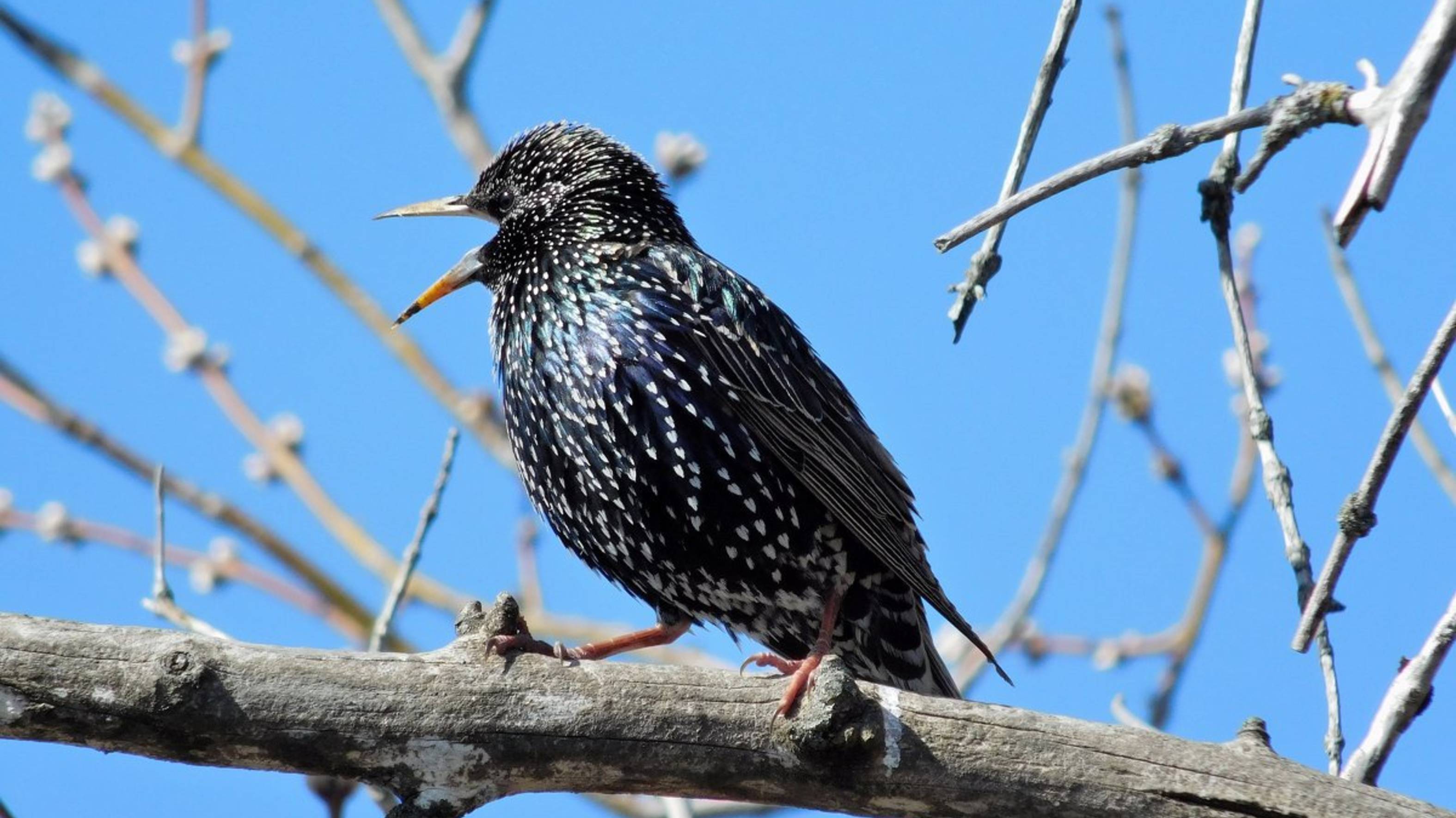 Весне дорогу