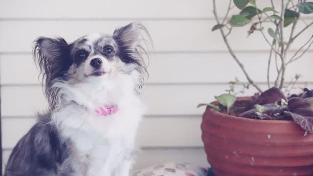 Как приучить собаку стричь когти? Советы от Софи ✂️🐕