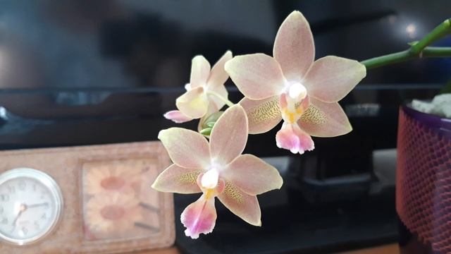 ОРХИДЕЯ Chiang Balm ароматная красотка #орхидеи #цветыдлядома #фаленопсис #Балм #ароматнаяорхидея