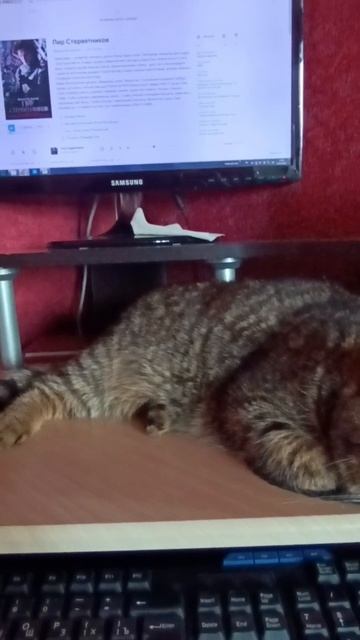 Барсик слушает роман #Котик