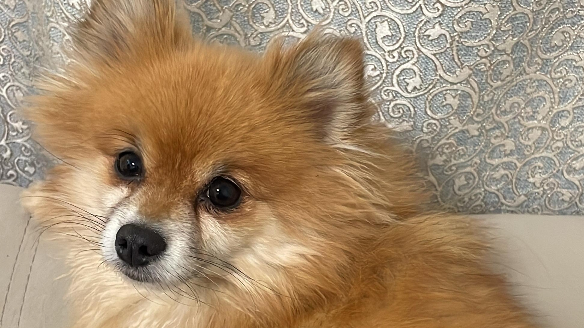 Шпиц Леся - маленький рыжий комочек счастья и радости