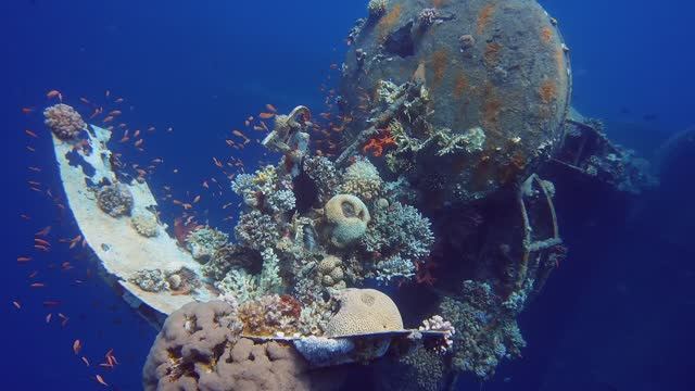 Обитатели бездны или кто живет в Марианской впадине?
