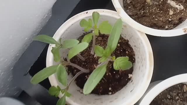 Что выросло, то выросло!