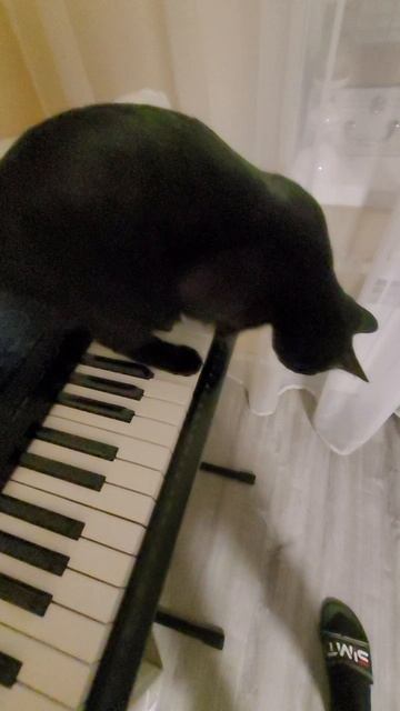 Смешные кошки / Funny cats video 🐈🐱🐈 Котёнок Васька