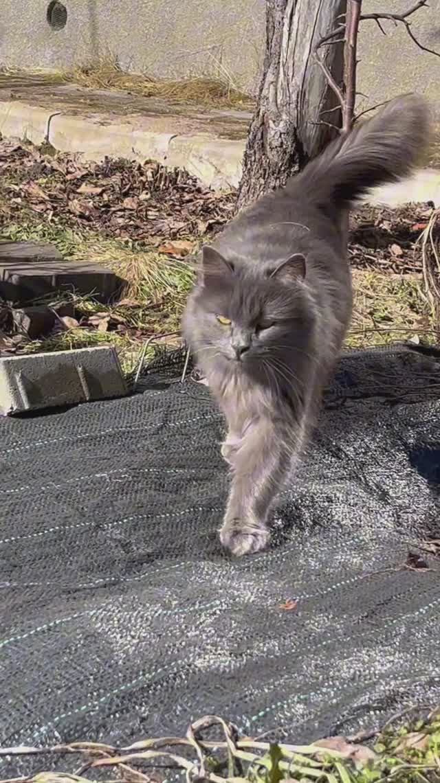 Надоели мыши, лучше приласкайте…