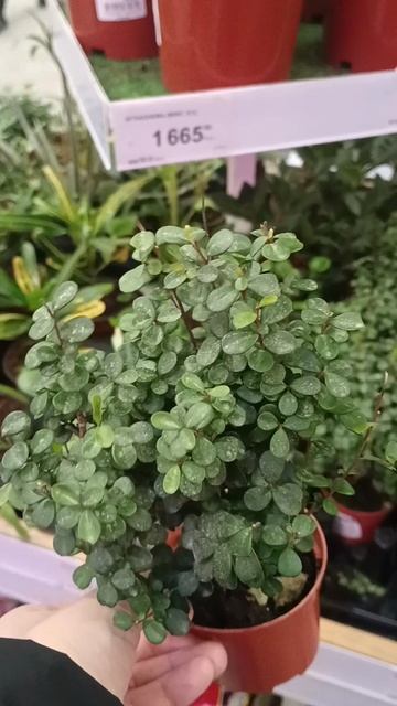 #shorts 🪴💕Цветочки в Лемана Про🌿