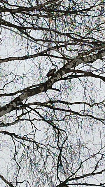 И снова встреча с дятлом. Трудяга дятел. Shorts